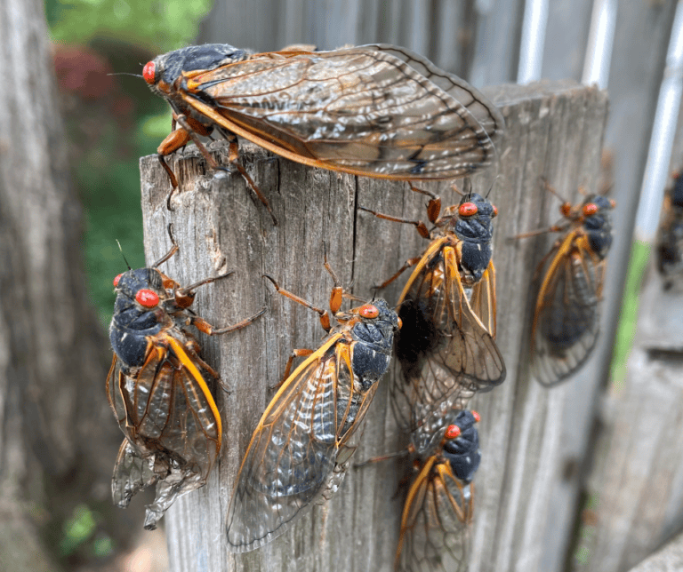 FAQs About the 2024 Cicada Emergence | Rottler Pest Solutions
